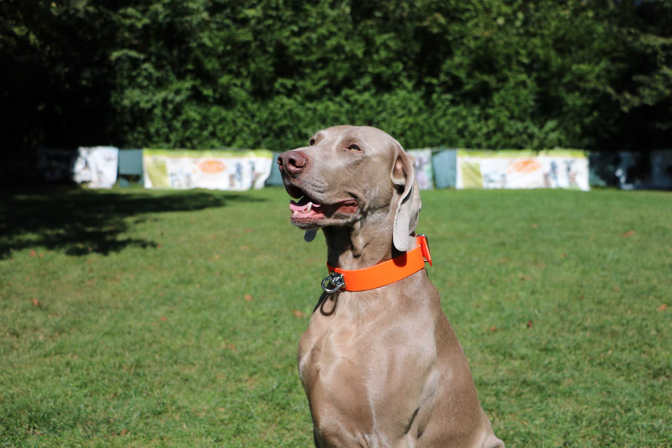 Jagd und Jagdhundetraining